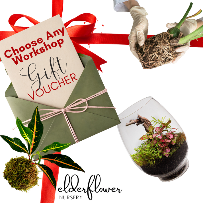 Choose Anything Workshop Gift Card – Elderflower Nursery